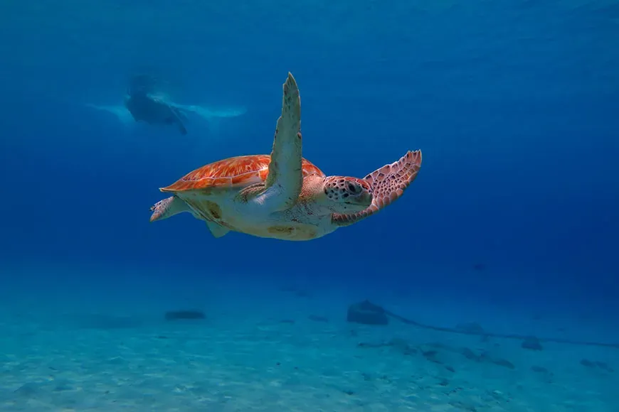 The 10 Best Things to Do in Aruba for Any Type of Traveler