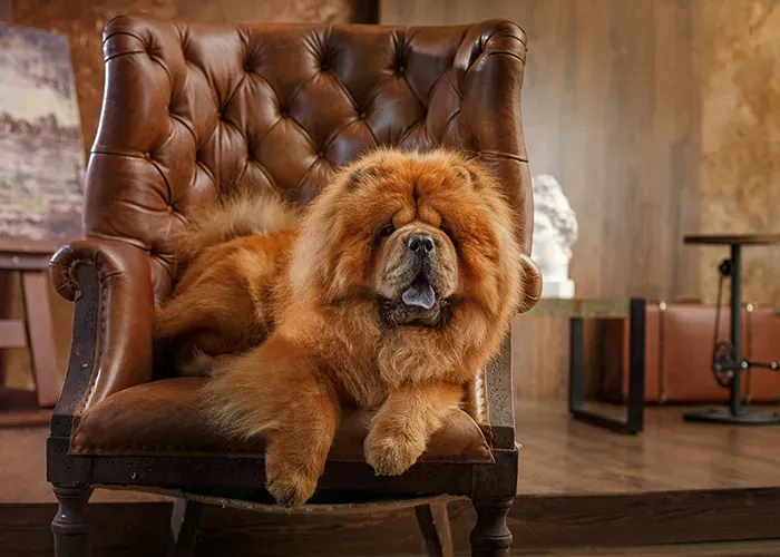 11 Pet-Friendly Hotels Your Dog (and You) Will Love