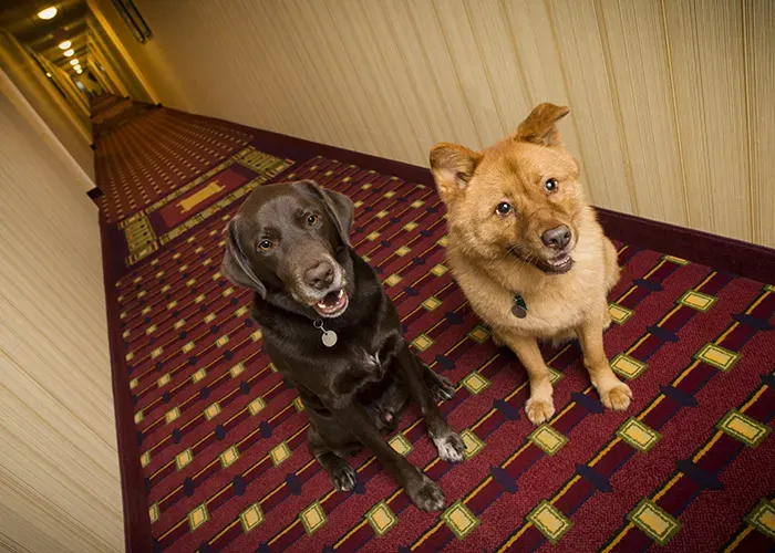 11 Pet-Friendly Hotels Your Dog (and You) Will Love
