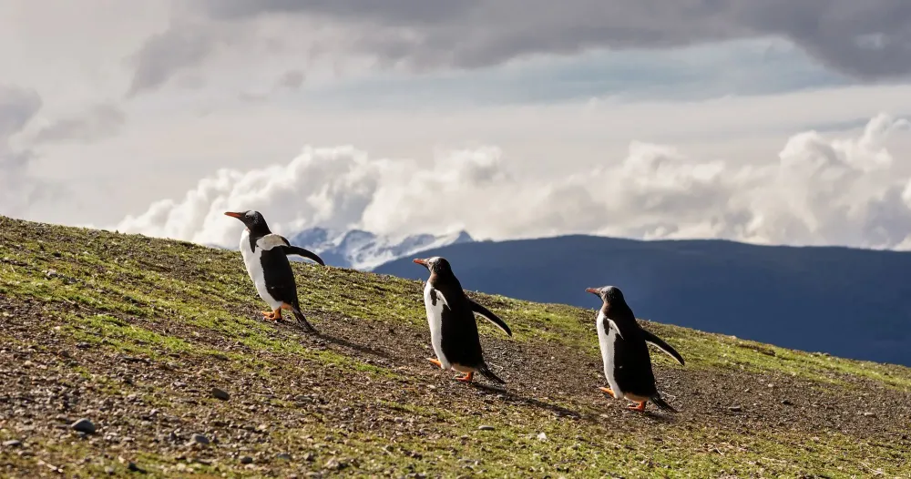 7 Places to See Penguins in the Wild
