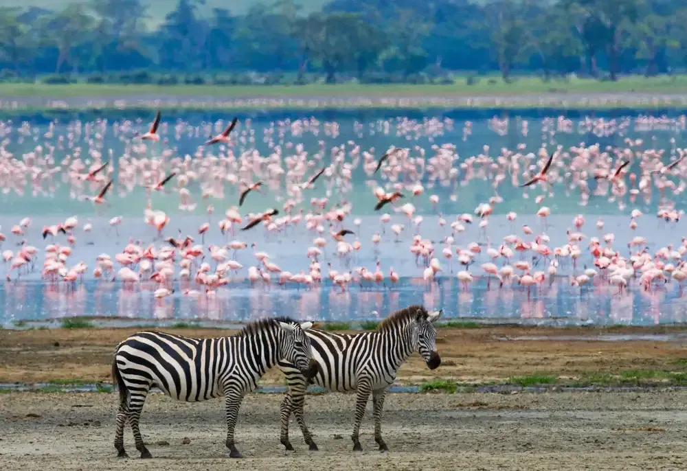 8 Ways to See Wildlife Responsibly When You Travel