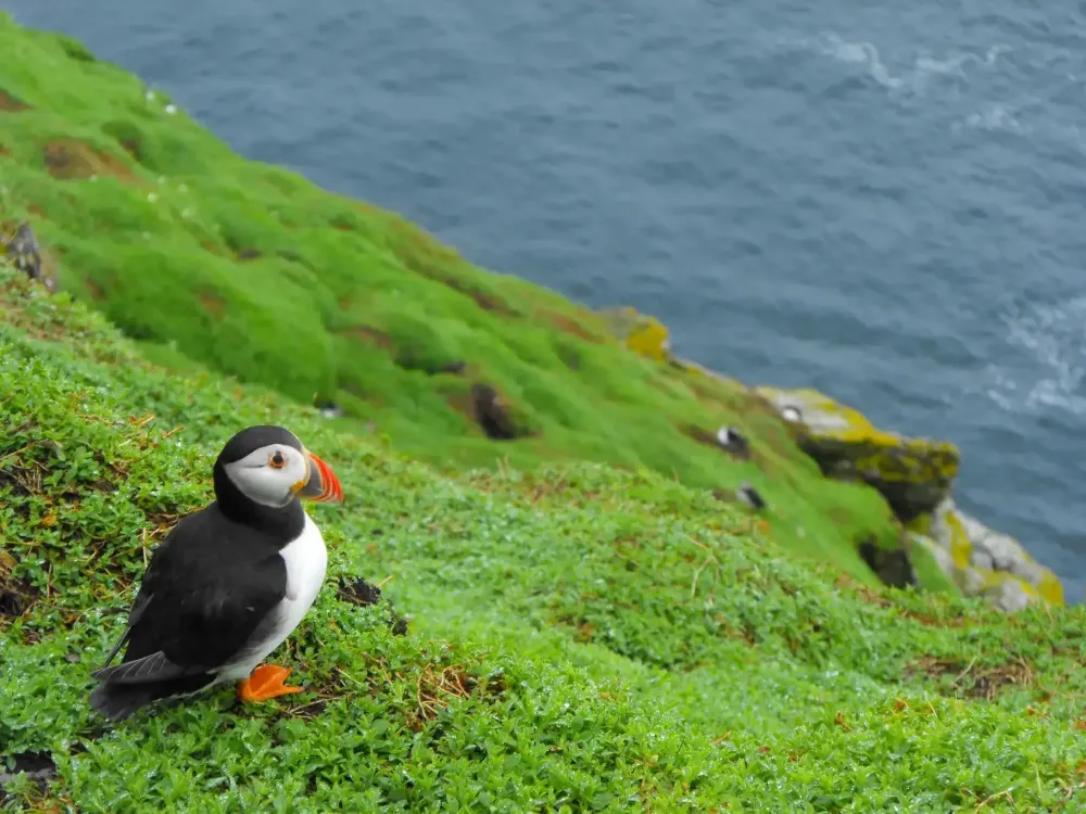 8 Ways to See Wildlife Responsibly When You Travel