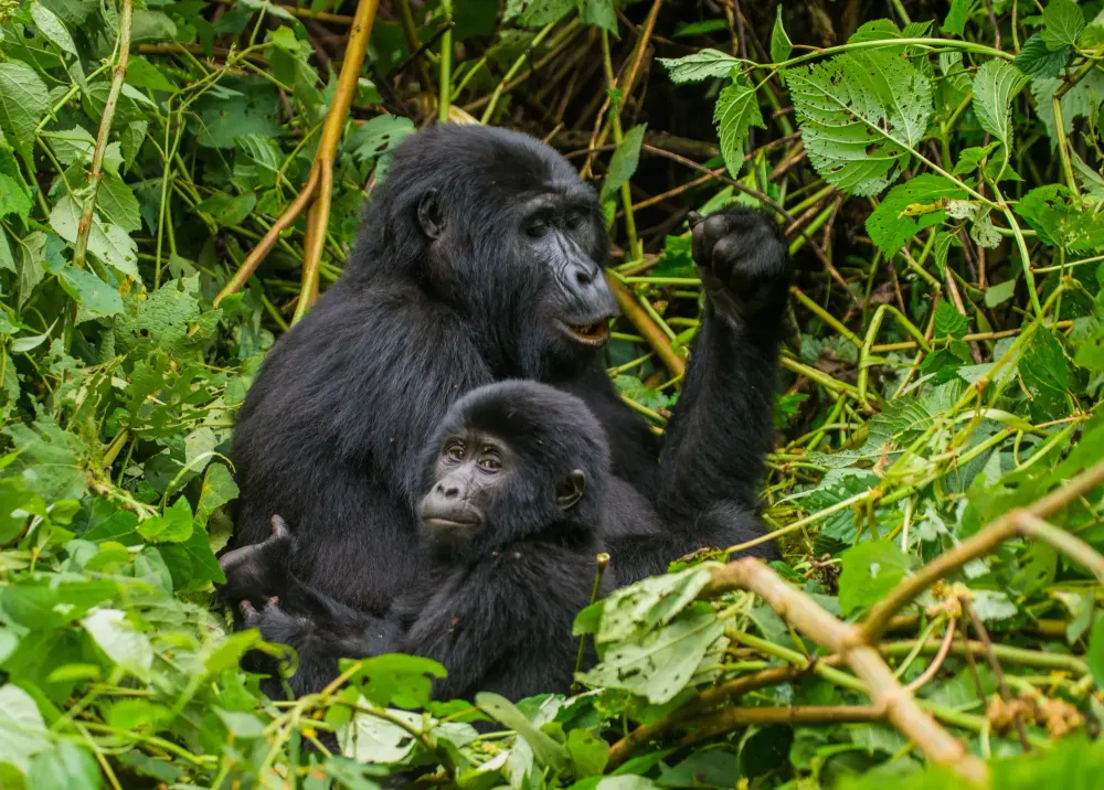 8 Ways to See Wildlife Responsibly When You Travel