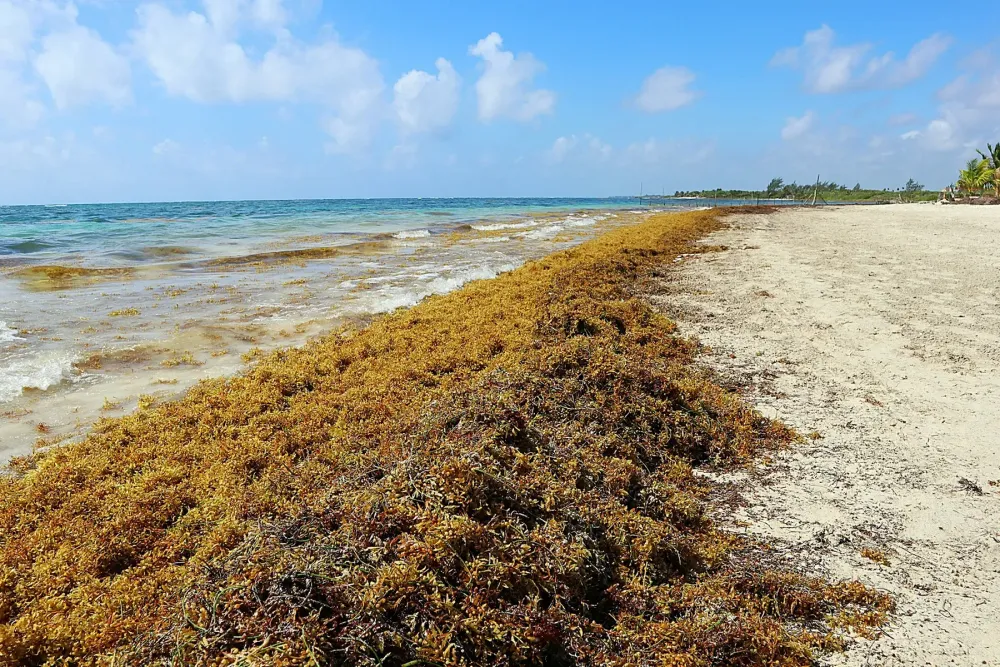 Beaches Overrun by Smelly Sargassum Seaweed Could Be New Normal in ...