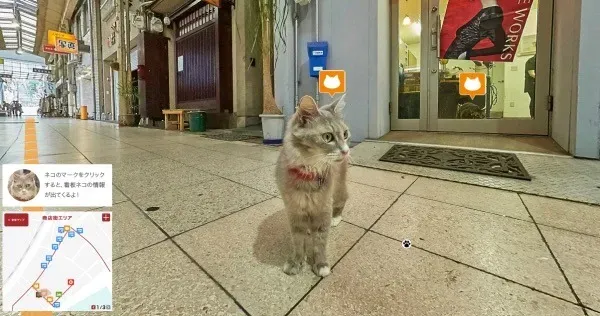 Cat's Eye View: Looking at Japan From a Different Angle