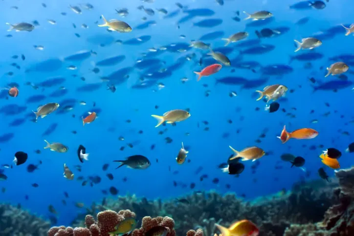 Daily Daydream: Buck Island Reef, U.S. Virgin Islands