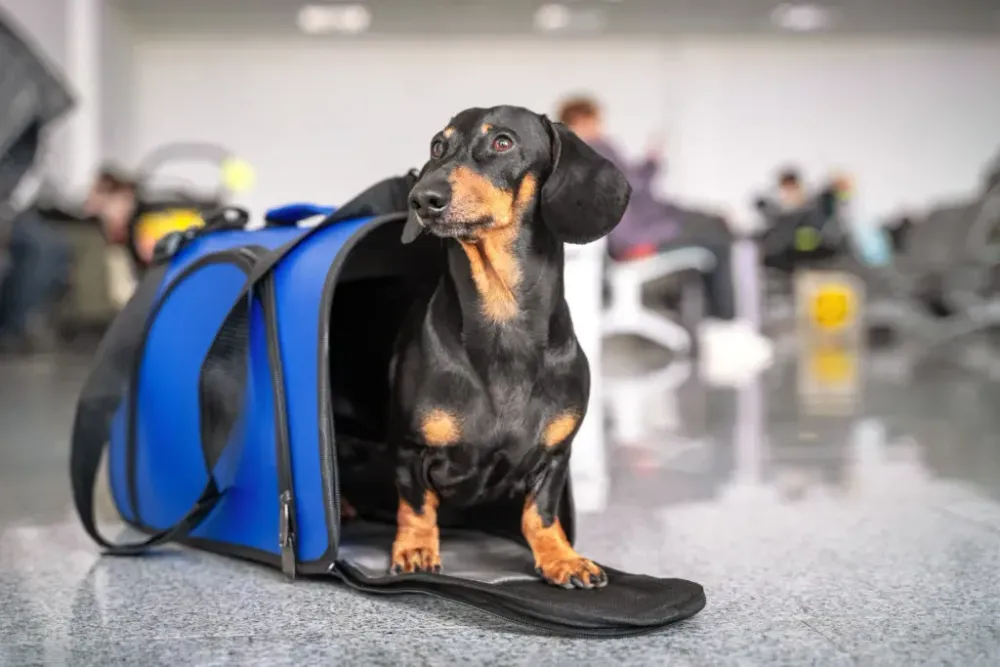 Flying with a Dog? Here's What You Need to Know