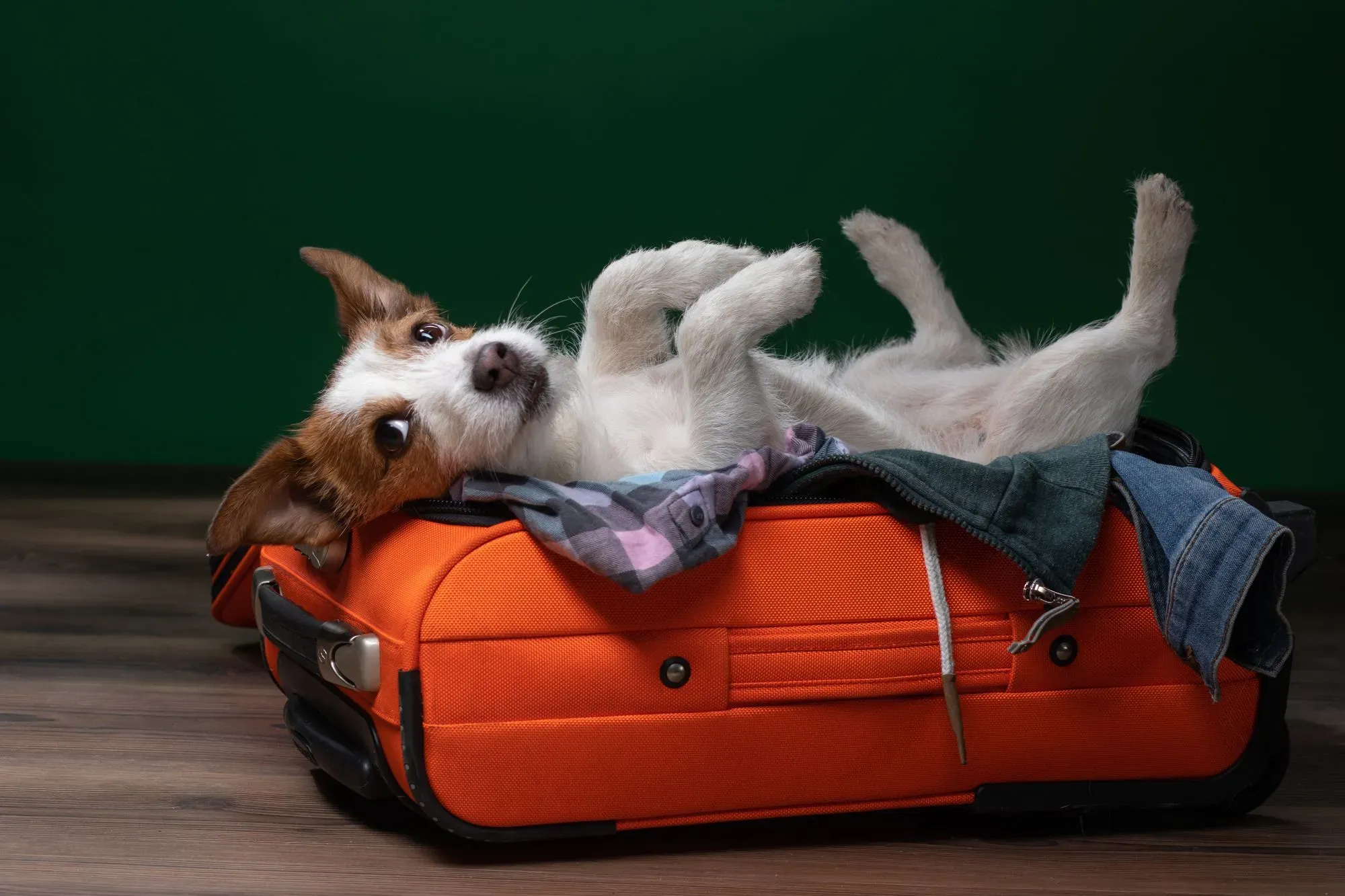 Flying with a Dog? Here's What You Need to Know