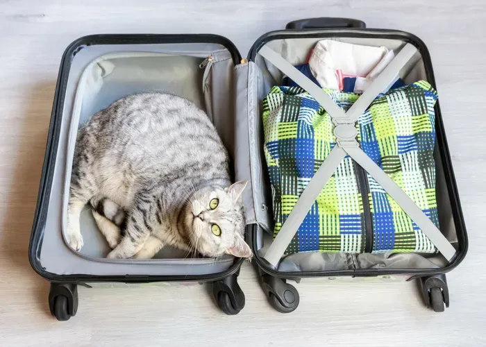How to Pack a Cat (and Other Tricky Packing Tips)