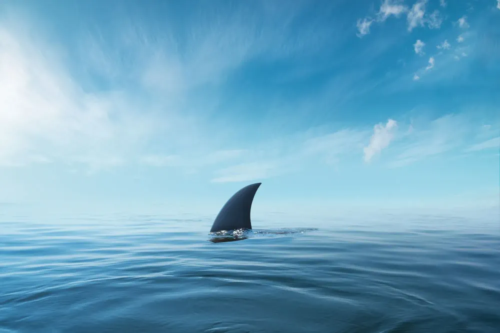 Shark Safety Tips: Everything You Need to Know About Shark Attacks