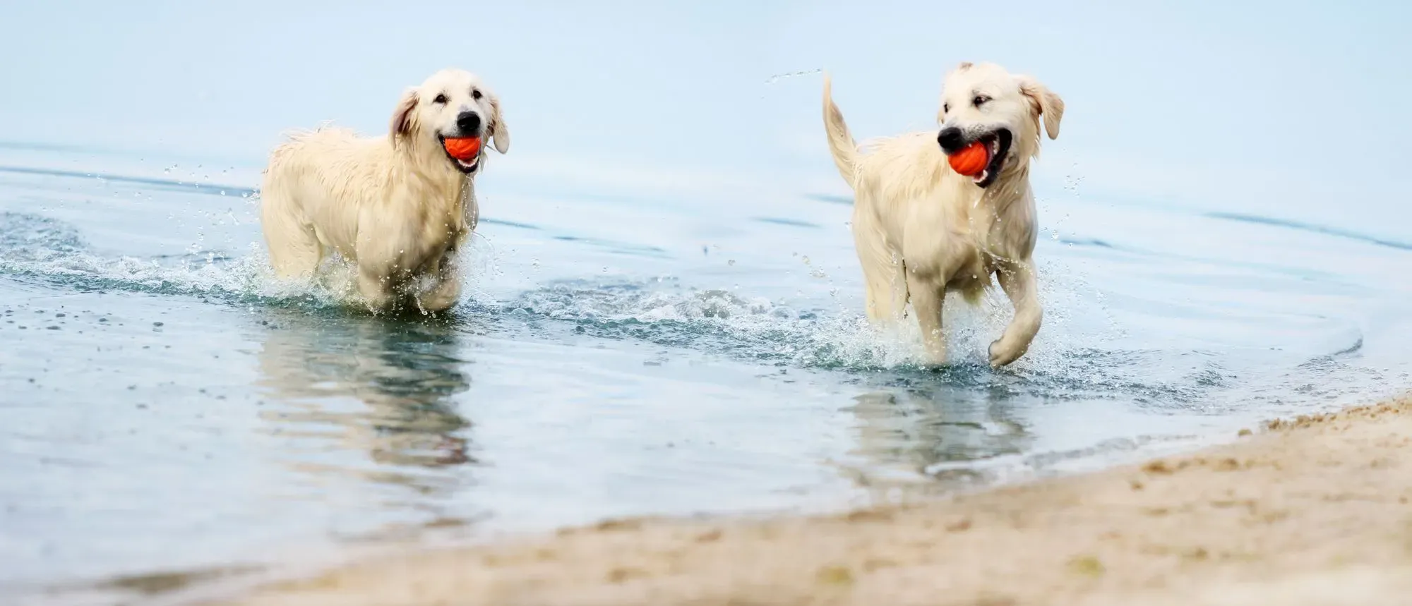 The 10 Best Dog-Friendly Beaches in the U.S. | SmarterTravel