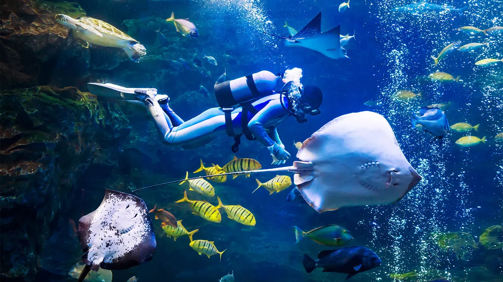 What It's Like to Dive with Sharks at Australia's Manly Sea Life Sanctuary