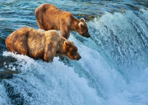 Wildlife Vacations: The 10 Ultimate Trips for Animal Lovers