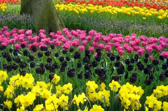 World's Best Places to See Beautiful Flowers