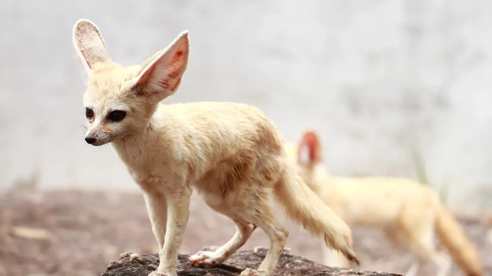 World's Most Adorable Animals (And Where to Find Them)